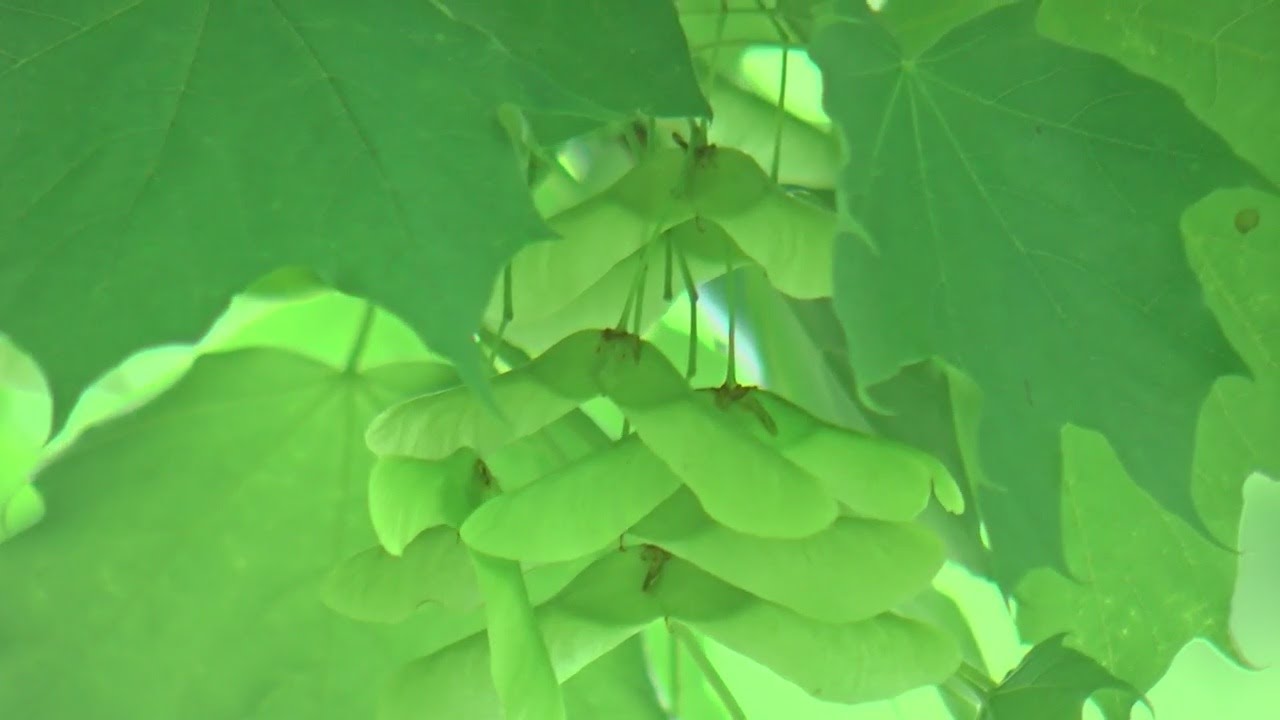 Why Are We Seeing So Many Flying Seeds? - YouTube