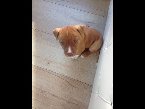 Pitbull Yavru Köpeğimiz Odasında Oyun Oynuyor / Sevimli Köpekler ( Komik Hayvanlar )
