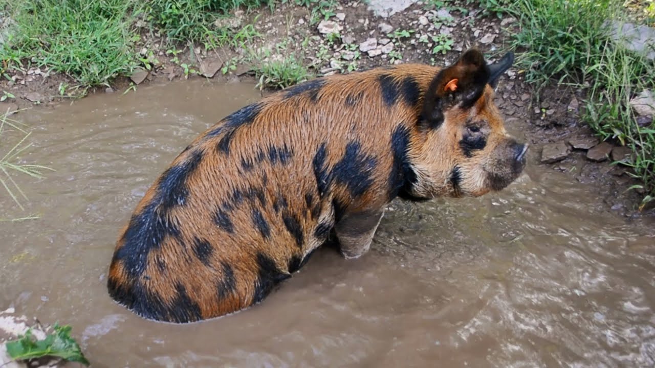 Relax with Farm Animals: A Day in the Life of Olga ASMR/ piggy music ...
