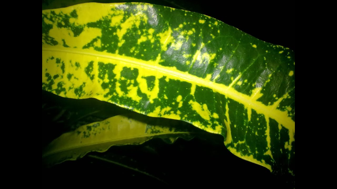 Tanaman Daun Puring kuning selalu kuning walau belum kering - YouTube