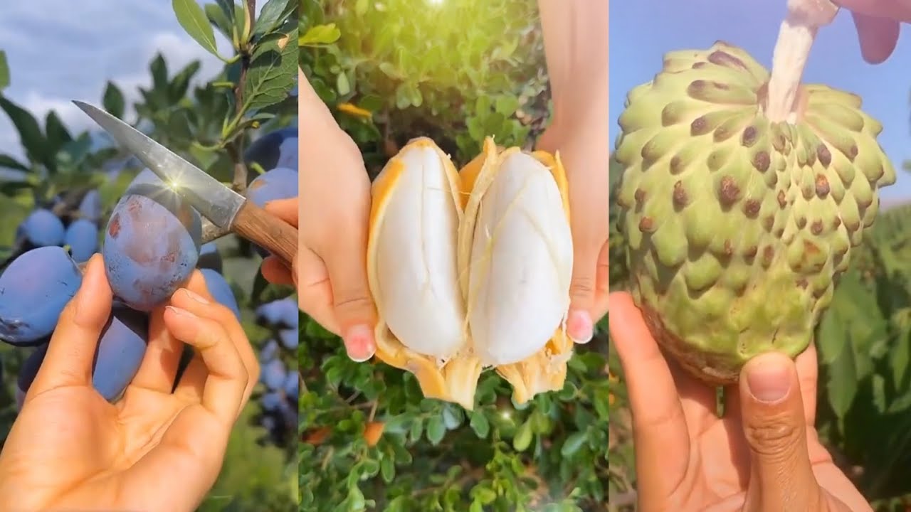 Farm Fresh Ninja Fruit Cutting (Oddly Satisfying Ninja Fruit ) [4K]😍 #1 ...