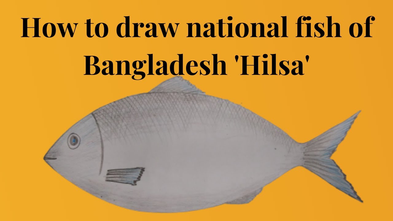 How to draw national fish of Bangladesh 'Hilsa.' || Fish drawing ...