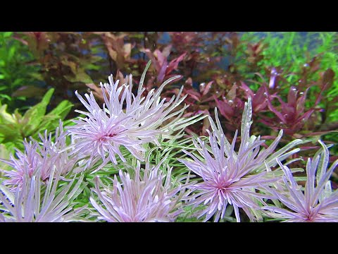 Aquascape Dutchstyle için 9 GÜZEL AKVARYUM TESİSİ