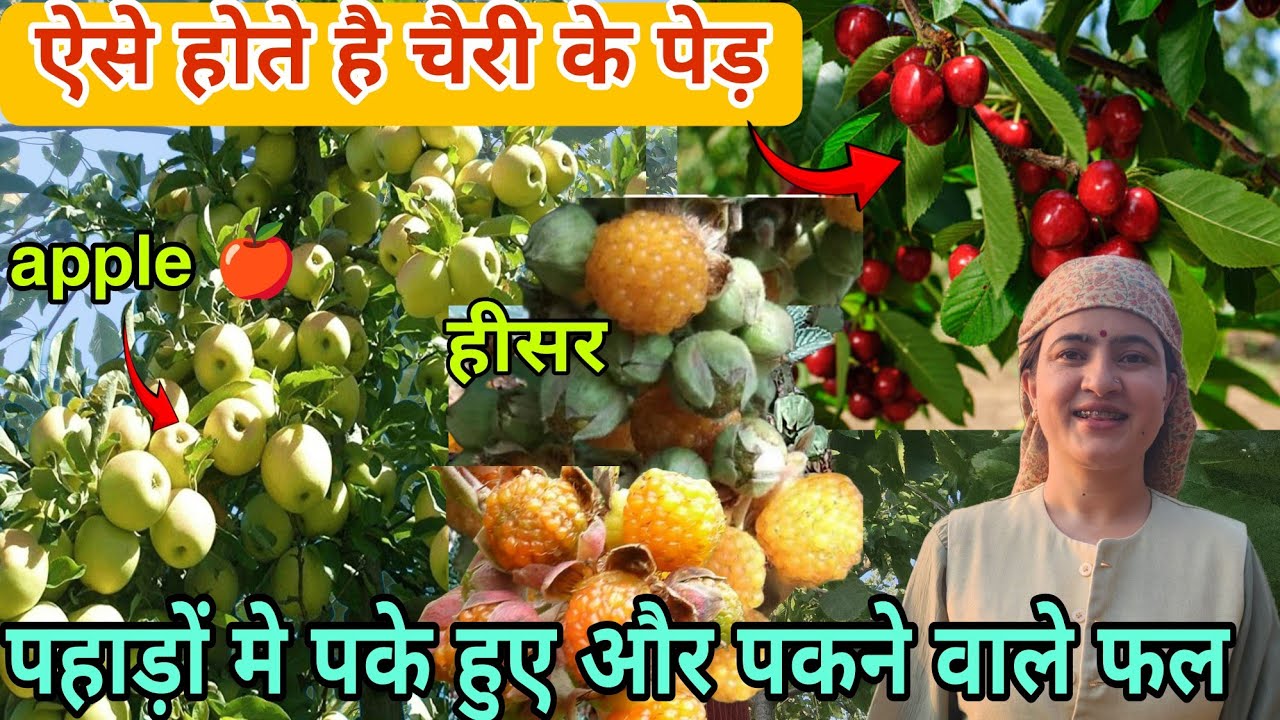 पहाड़ो मे पके हुए और पकने वाले फल।।ऐसे होते है cherry के पेड़।Kotgarh ...