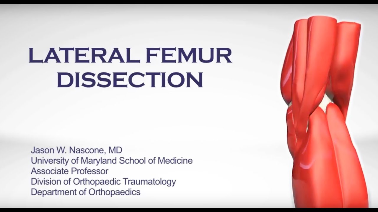 Lateral Femur Dissection - YouTube