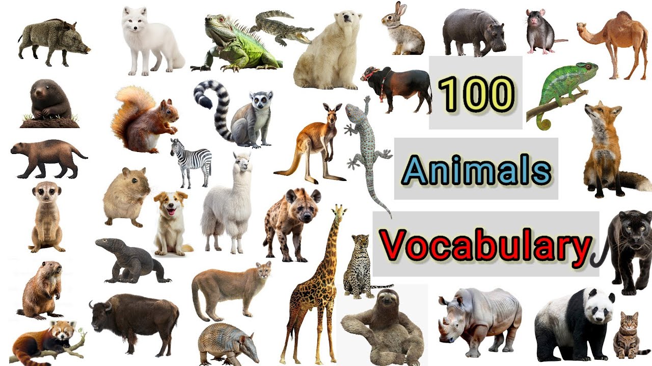 Animals Vocabulary In English ll 100 Animals Name In English With ...