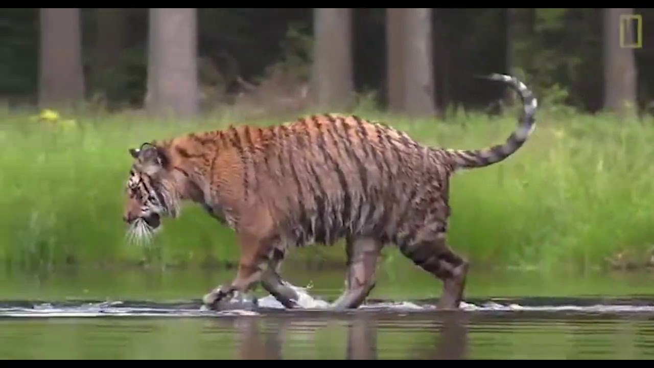 Zenith Preschool- Tigers Part 1 - YouTube