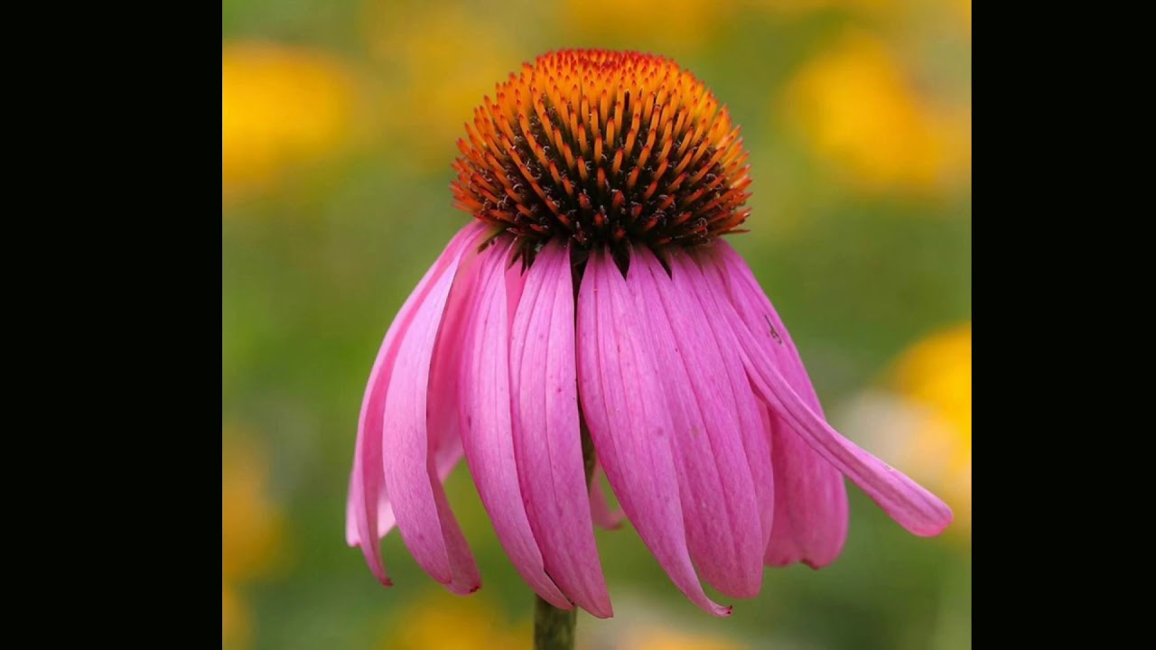 Flower Slideshow - YouTube