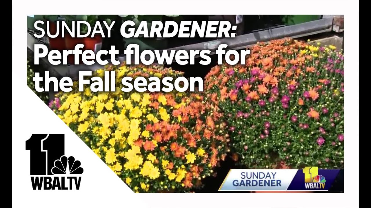 Sunday Gardener: Perfect flowers for the Fall - YouTube