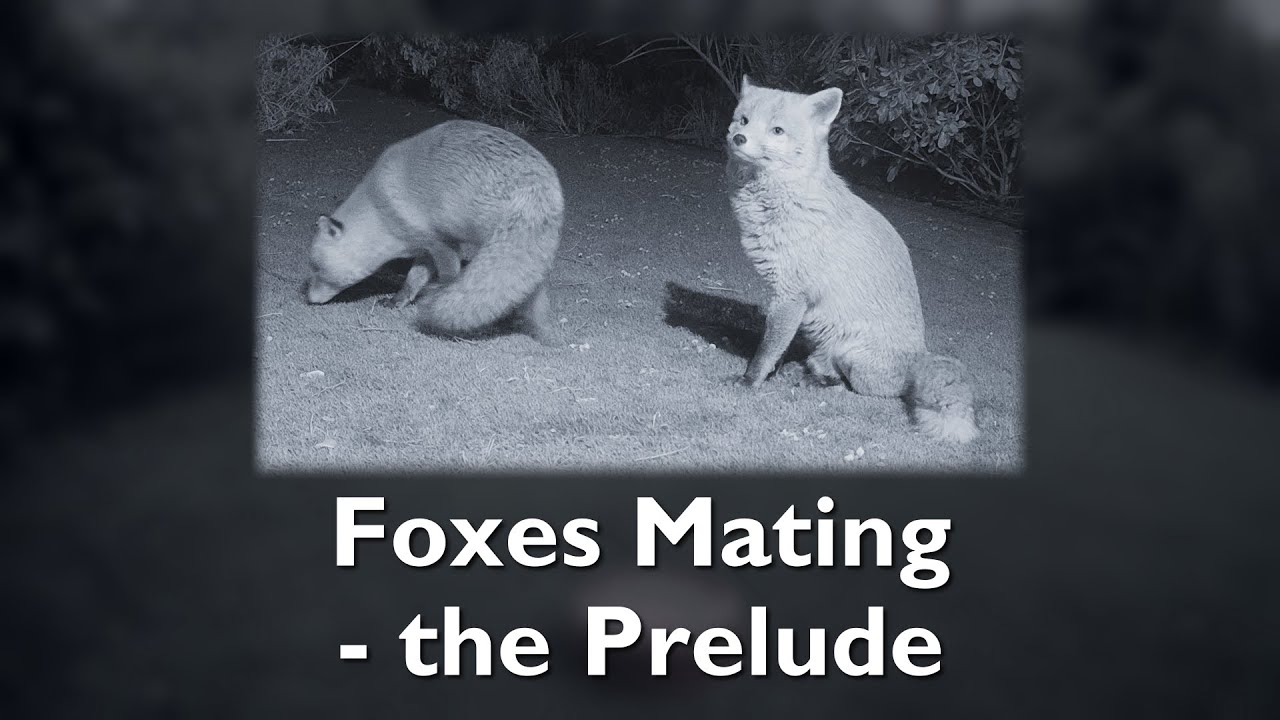 Foxes Mating - the prelude. - YouTube
