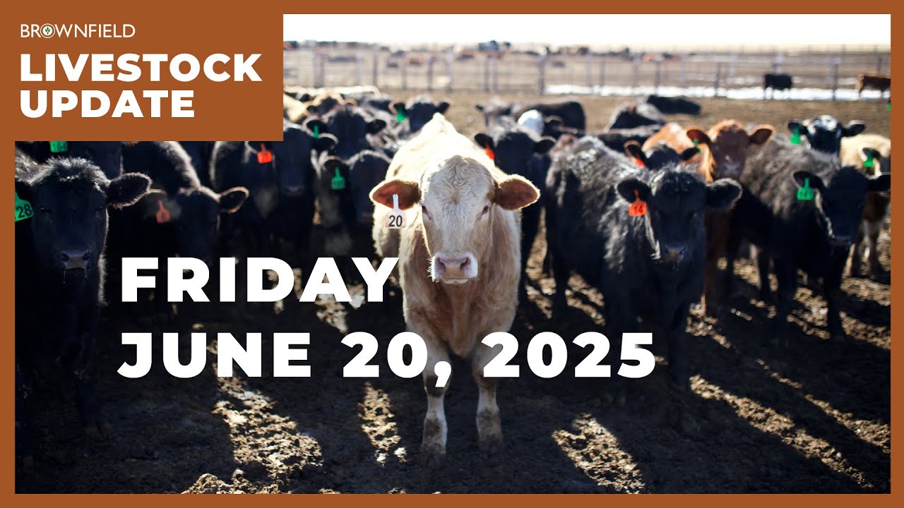 A big drop in cattle placements for May | Weekly Livestock Market ...