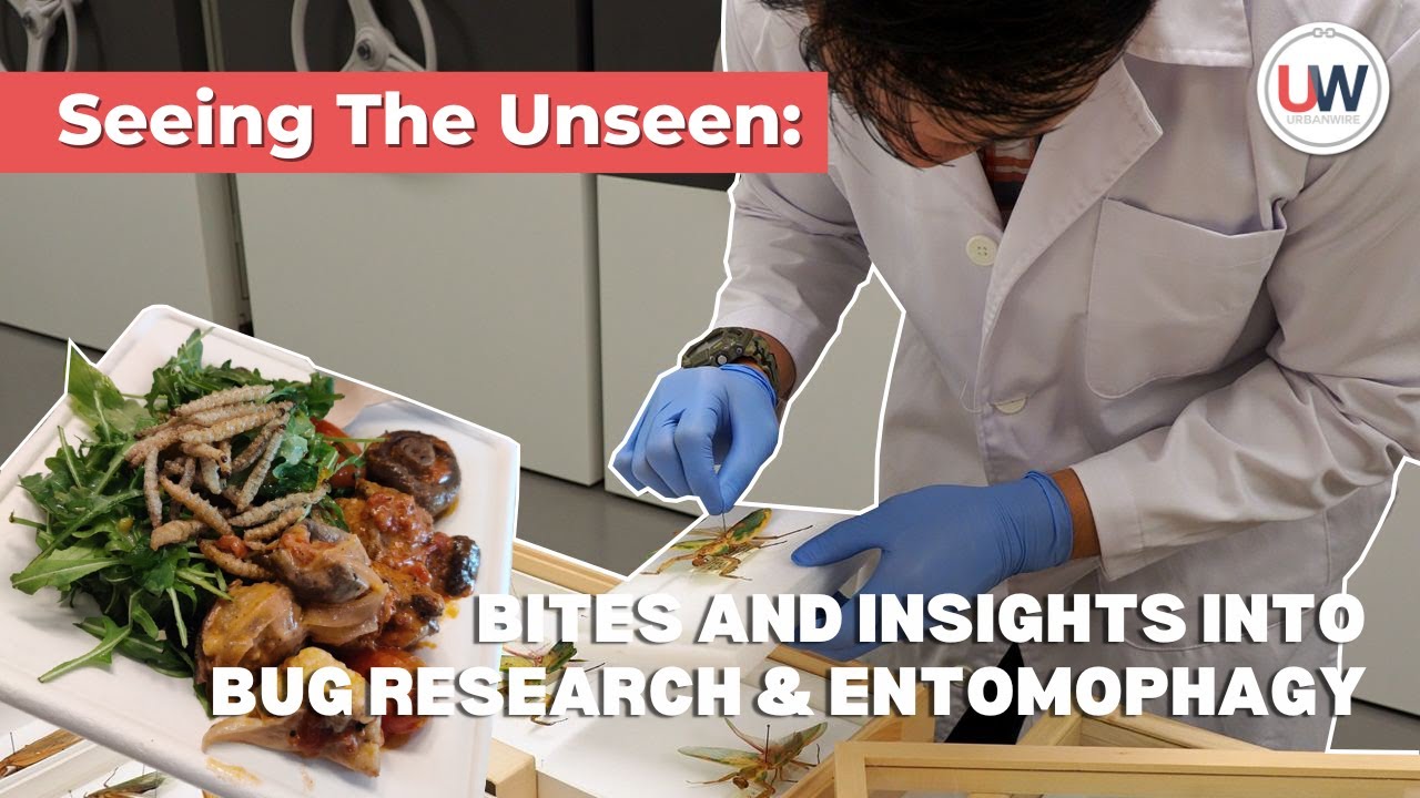 Insect Explorer: Bites and Insights into Bug Research & Entomophagy ...