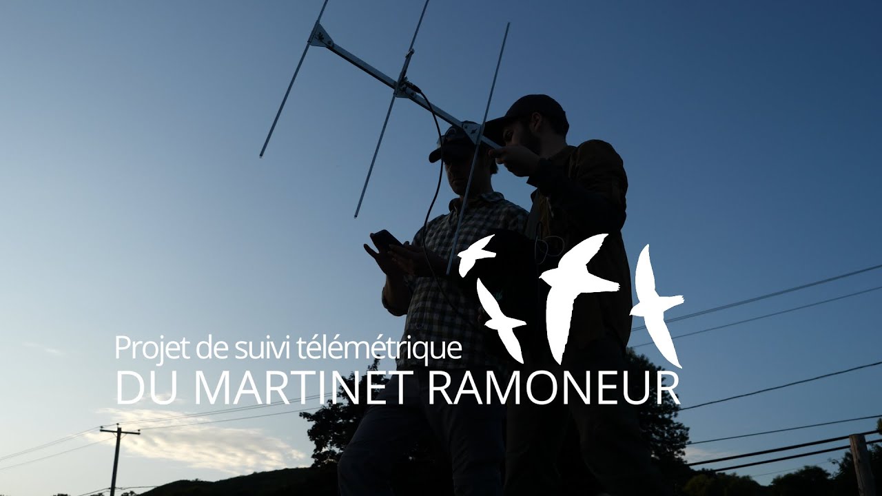 Apprendre à connaître et à protéger - Le martinet ramoneur - YouTube