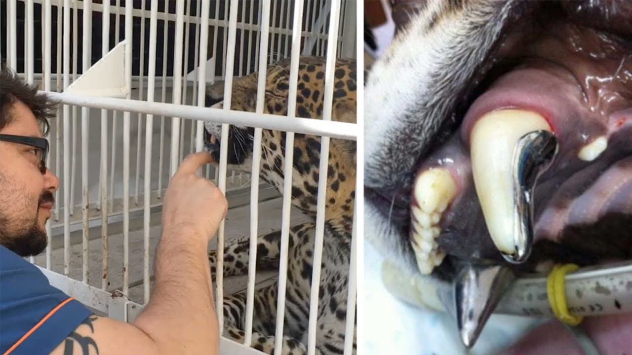 Amazing Big Cat Dentist - YouTube