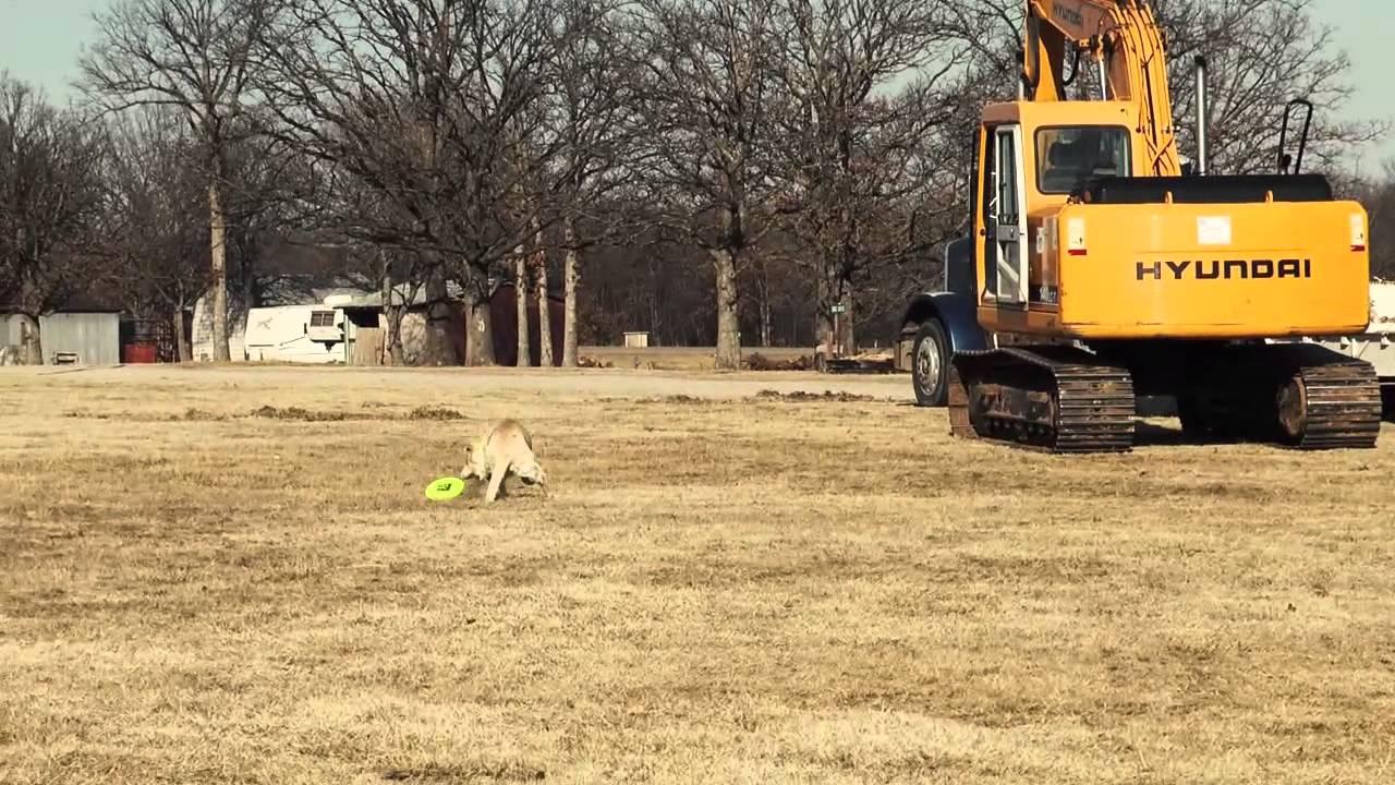 Latitude 64° Bite Dog Discs - YouTube