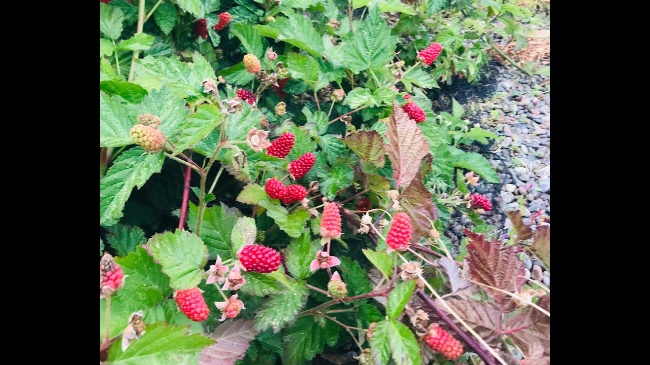 Loganberry Fruit Conversion-SE3-Project Food Garden - YouTube