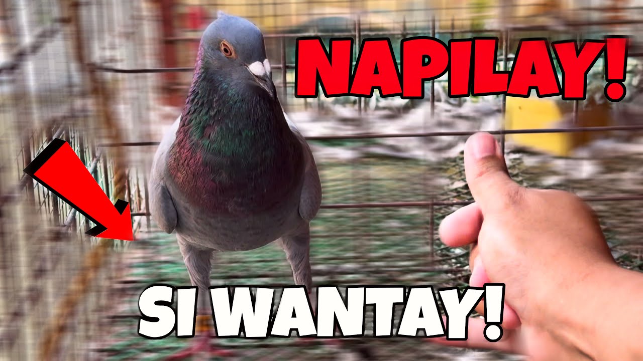 NABALIAN NG BAGWIS ANG KALAPATI KONG IMPORTED! 😱 - YouTube