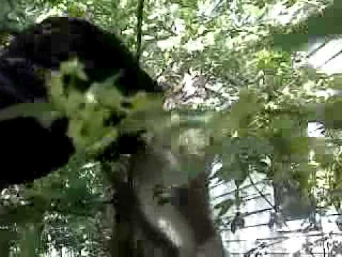 Crazy Retarded Squirrel - YouTube