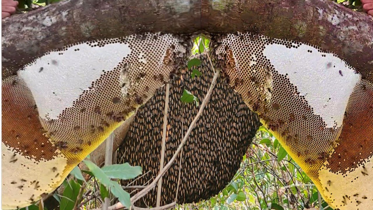 Feel the sound of nature, the quiet honey is delicious. Pure natural ...