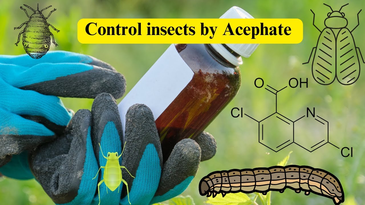 Acephate Insecticides: Effective Pest Control Solutions in cotton ...
