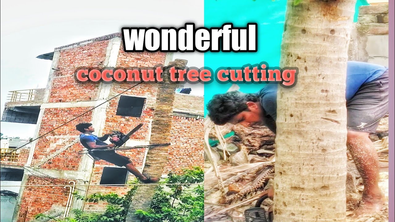 Wonderful coconut tree cutting skills #viralvideo #treecutting - YouTube