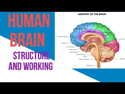 Human brain | 9th 10th 11th 12th science | biology - YouTube