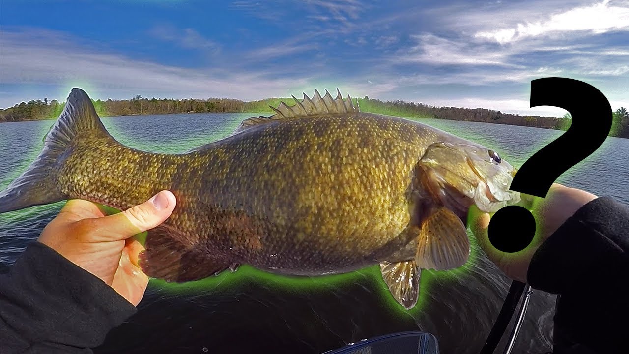 Fish CHOKE on this Lure! (BIG BASS) - YouTube