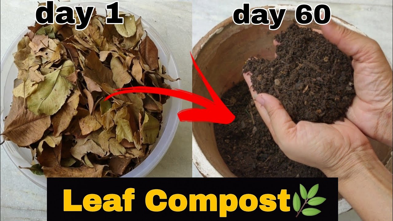 Leaf Compost with Homemade waste decomposer | पत्तियों की खाद बनाए घर ...