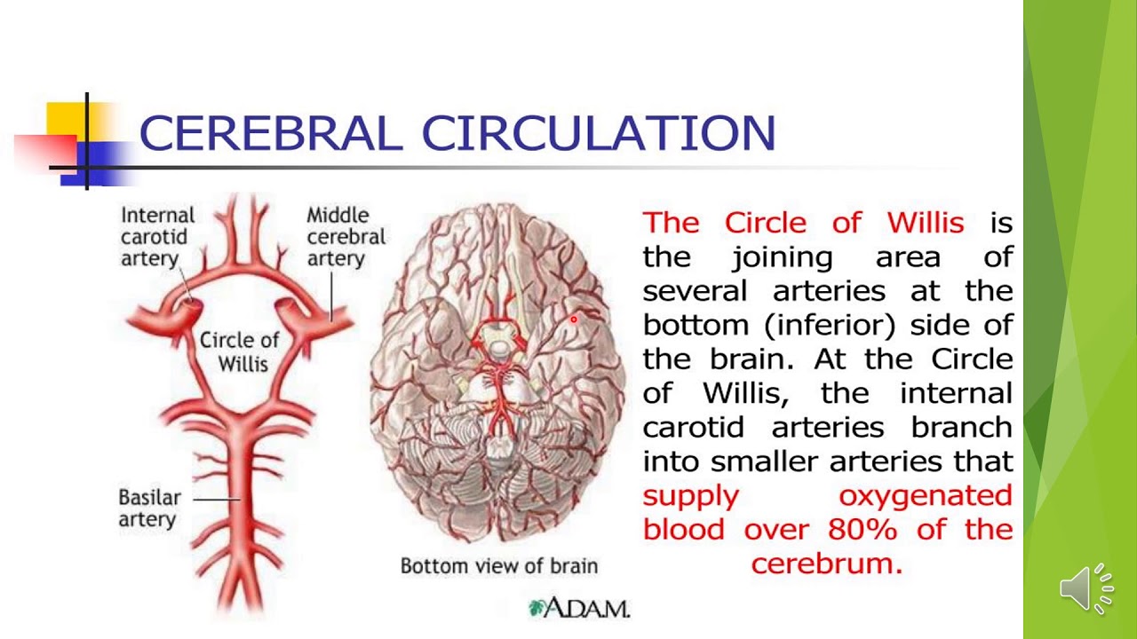 PHYSIOLOGY FOR BSC N CVS Cerebral Circulation YouTube physiology-for-bsc-n-cvs-cerebral-circulation-youtube