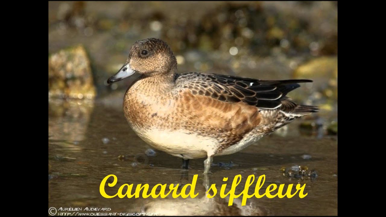 les oiseaux de Belgique - YouTube