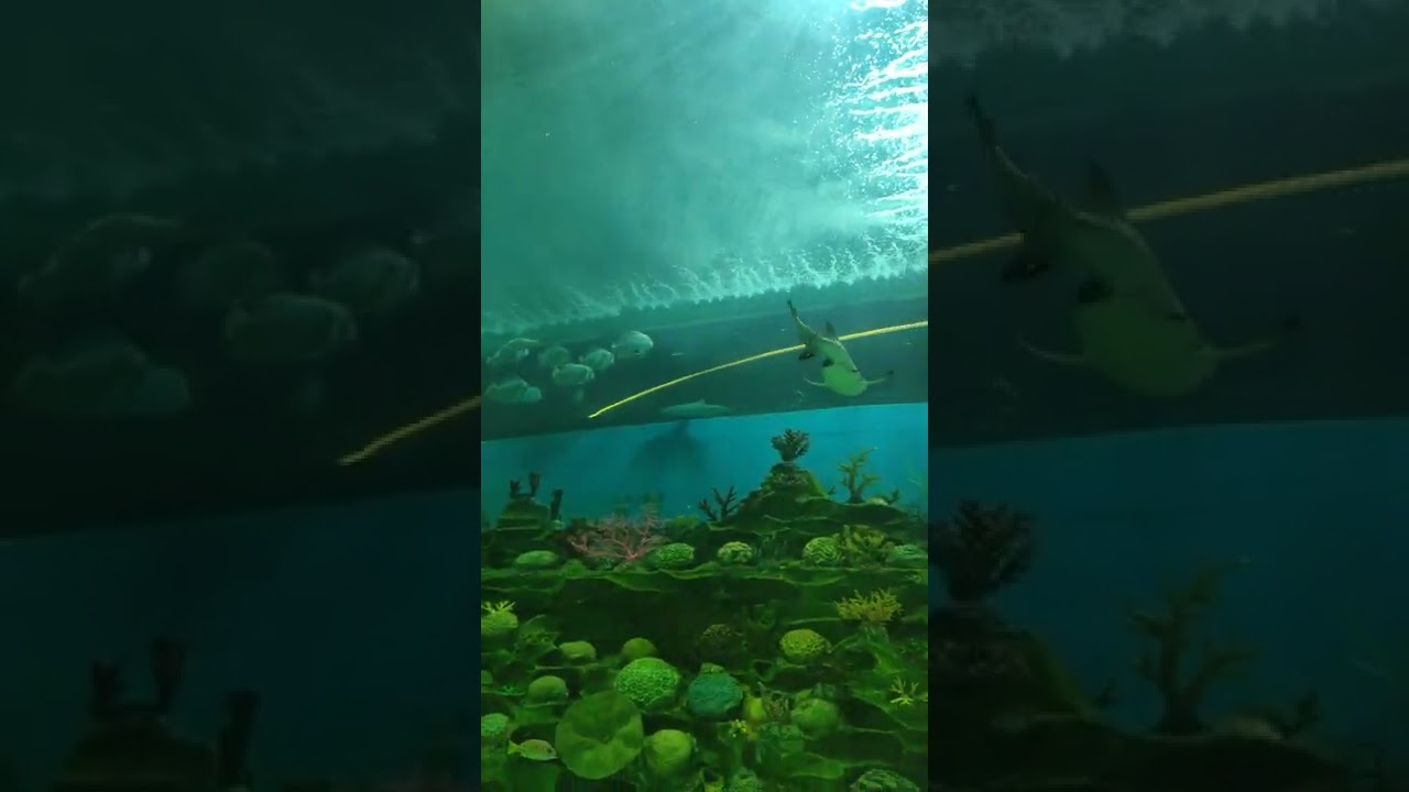 Shark Enclosure - YouTube