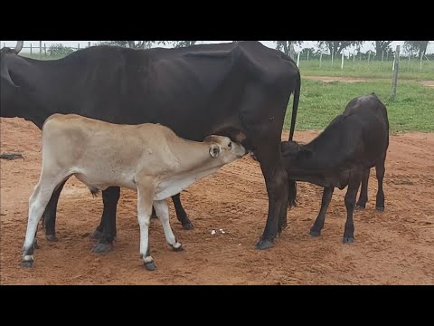 Cow nursing 3 calves.Its implications. - YouTube