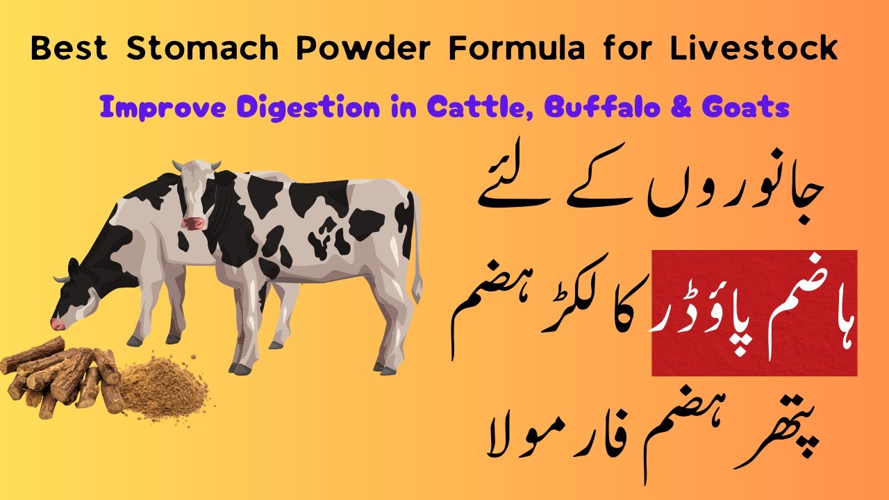 Best Stomach Powder Formula for Livestock | Improve Digestion in Cattle ...