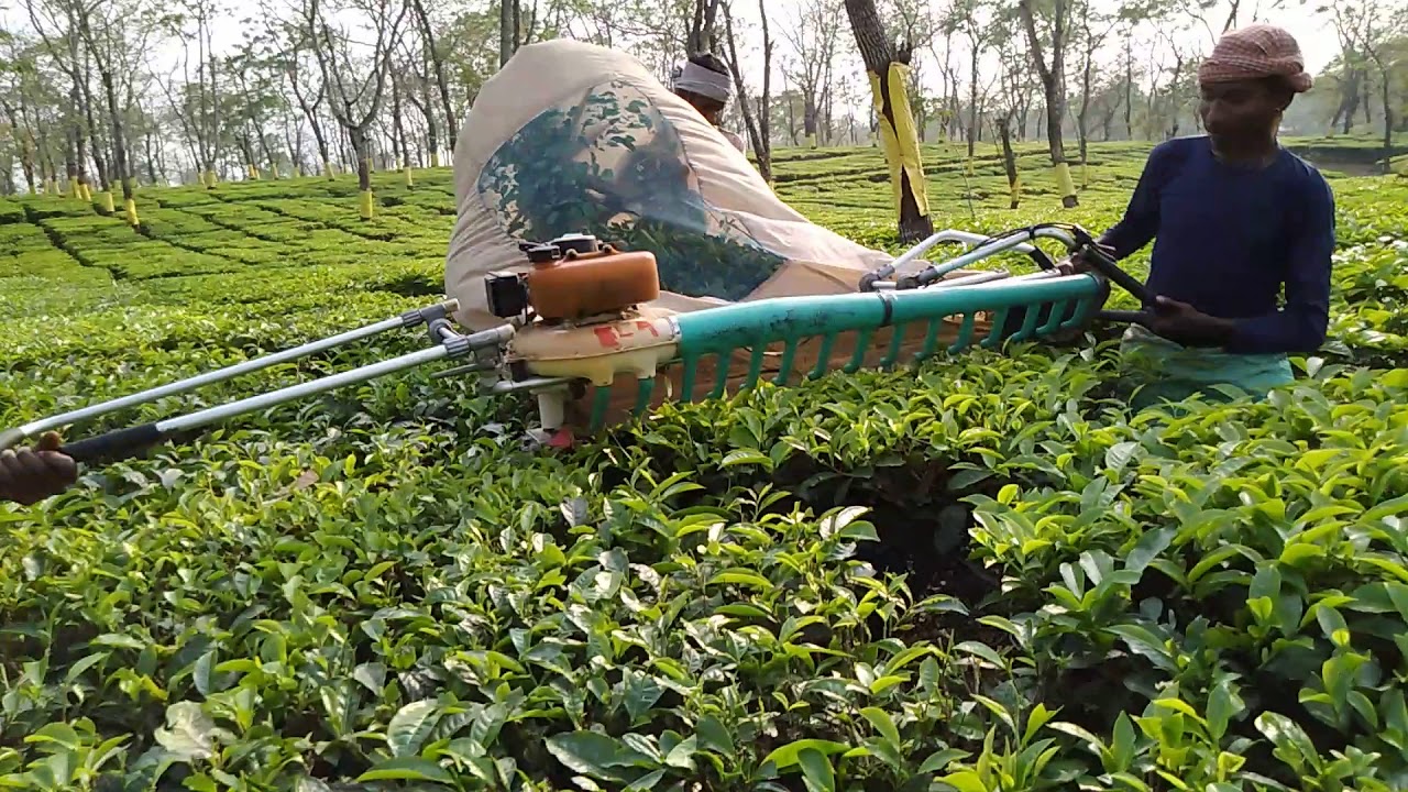 TEA CUTTING MACHINE IN ASSAM - YouTube