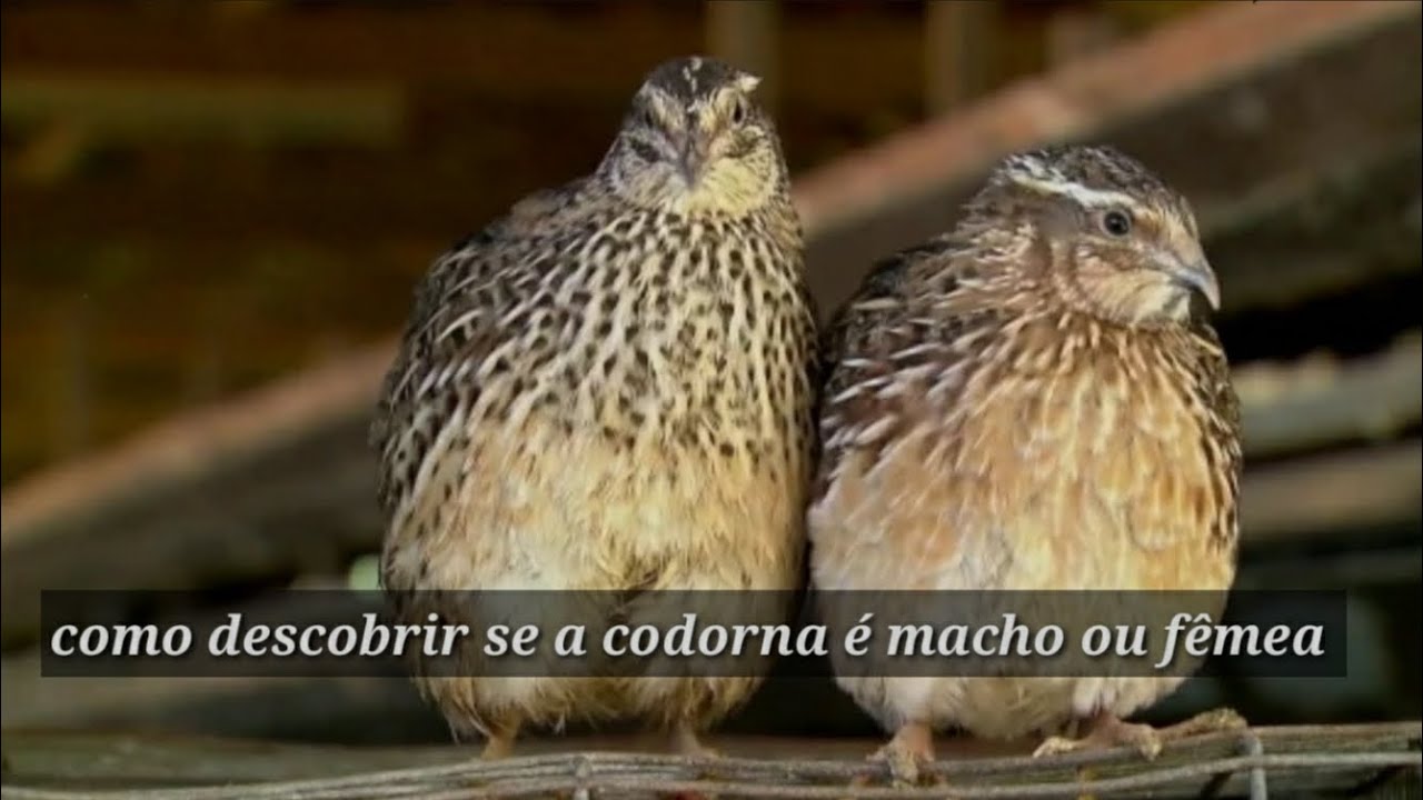 como saber ! MACHO ou FÊMEA codornas de uma vez por todas - Bem Simples ...