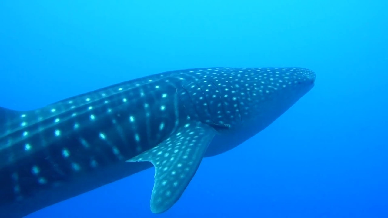 Whale Shark at Deacon's Reef / Sep 2017 Tawali - YouTube