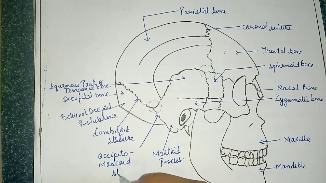 Carbon Classes Human Anatomy Norma Lateralis External Identification ...