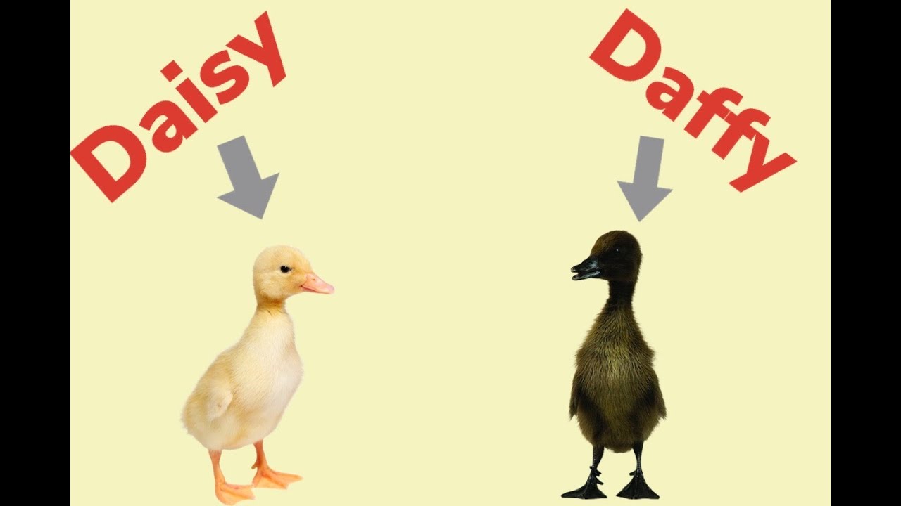 Meet the Ducks - YouTube