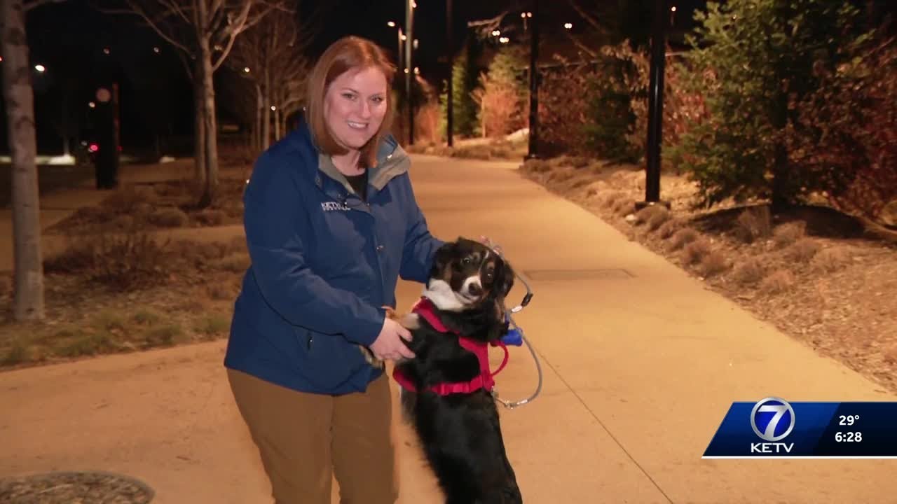 Adorable special guest joins meteorologist Caitlin Harvey for dog walk ...