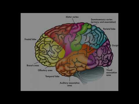 How Does the Brain Process Information?||Chronicles of Fame - YouTube