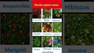 Shurbs plants। Shurbs plants name।Top Shurbs plants। #shurbs #herbs #plants #learnwithdaisy