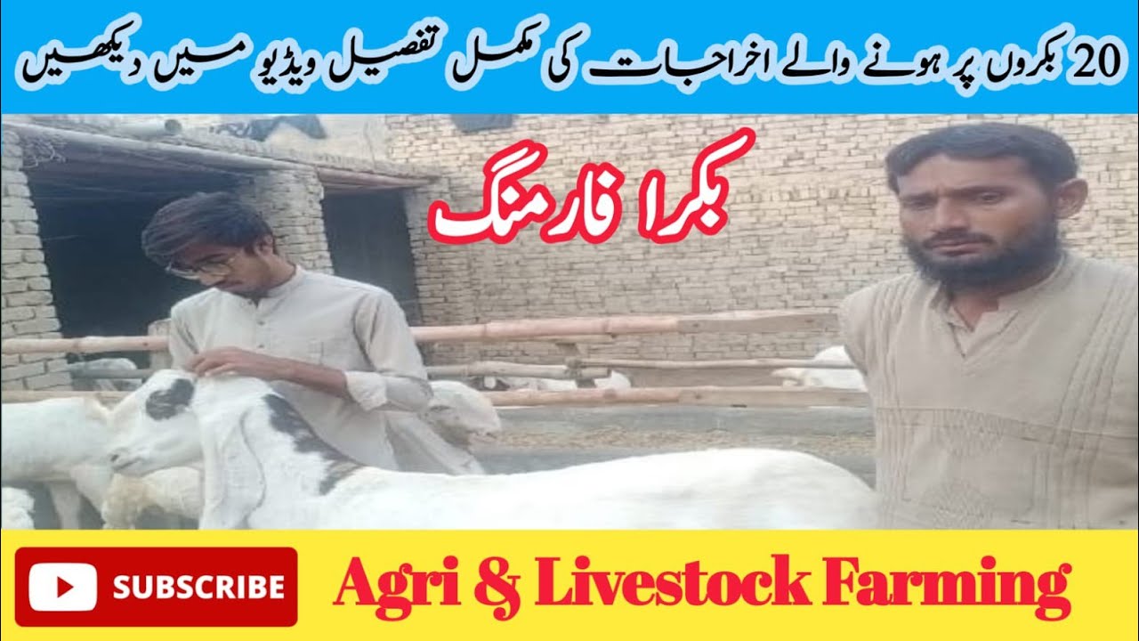 Bakra farming | Fezibilty of Bakra farming - YouTube