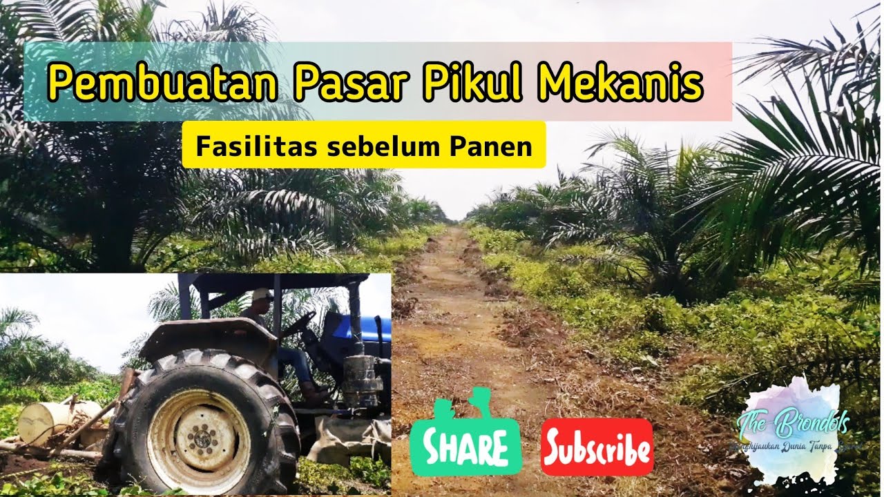 Persiapan Pasar Pikul Sebelum Panen secara Mekanis - YouTube