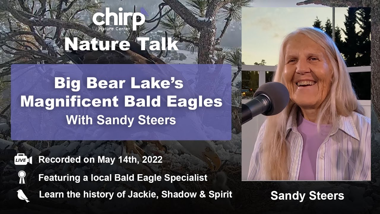 Big Bear Lake's Magnificent Bald Eagles with Sandy Steers | Chirp's ...