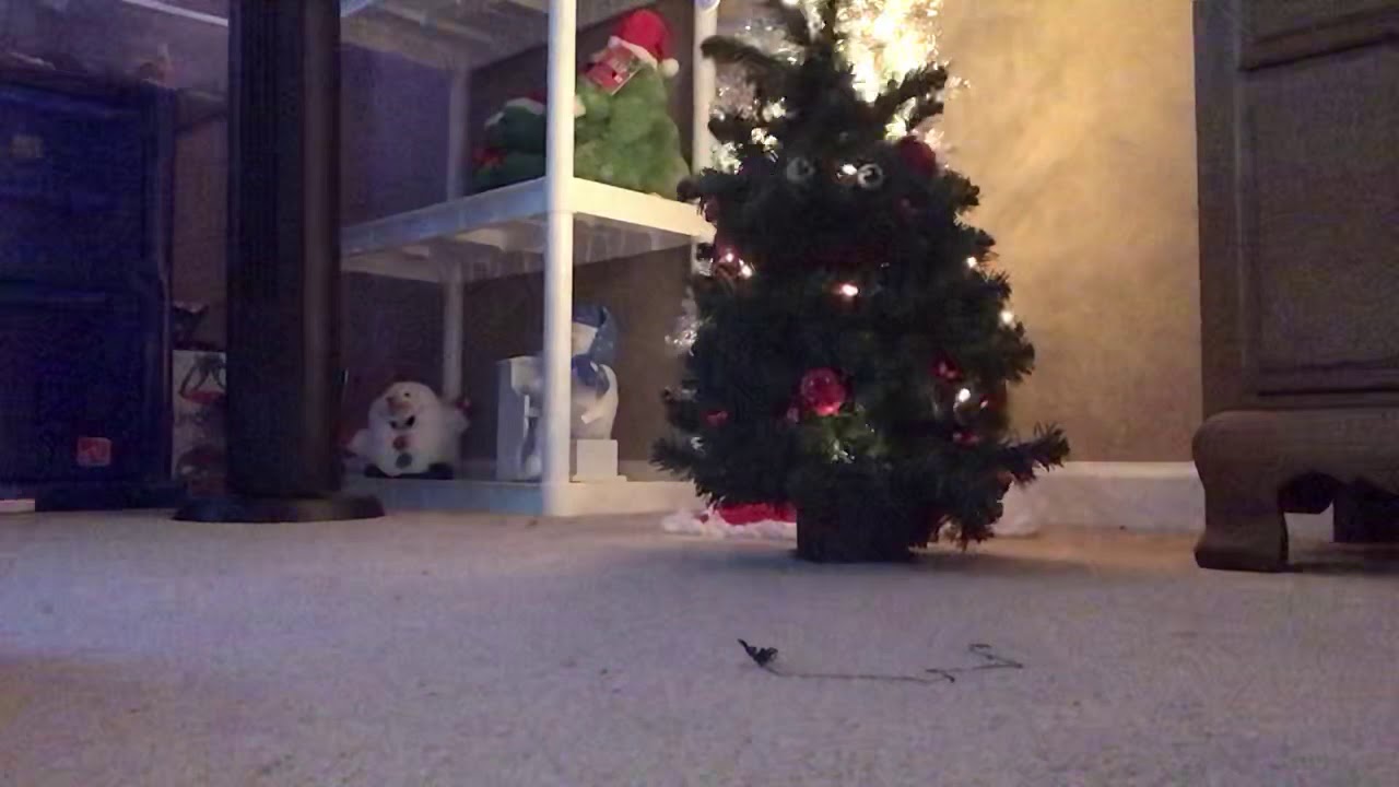 Woody the singing Christmas tree {Reupload} - YouTube