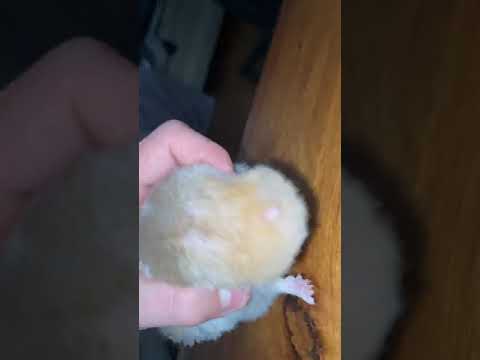 Hamster twerking to cardi b