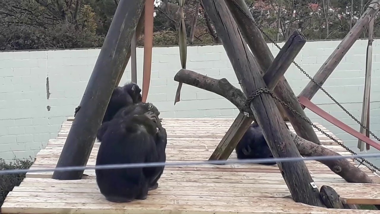 Mabel, Jessie grooming her Mum Tuppence and Nickel sleeping on the ...