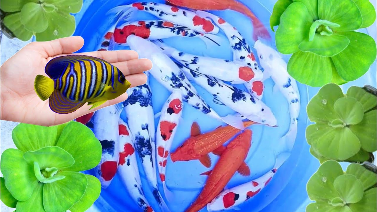Wow!! The catch beautifull fish, koi fish, goldfish, manfish glowfish ...