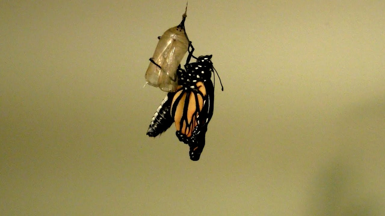 Monarch Butterfly emerging from Chrysalis 🦋 - YouTube