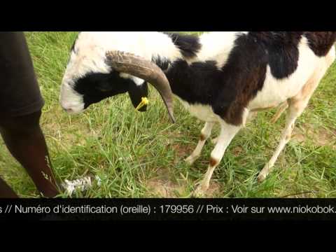 TABASKI 2015 – BEGUE - Mouton à découvrir sur www.niokobok.com